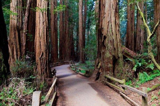 San Francisco: Coastal Redwoods Tour and Hop-on Hop-off Bus Tour - Who Will Love This Tour?