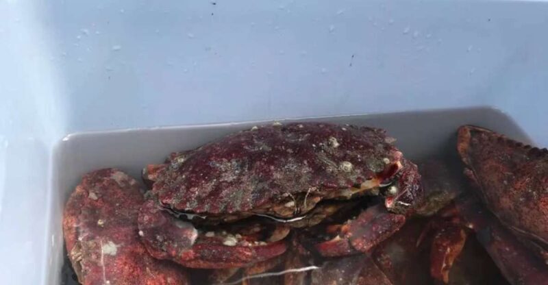 San Francisco: Crab & Cook under the Golden Gate Bridge - Key Points