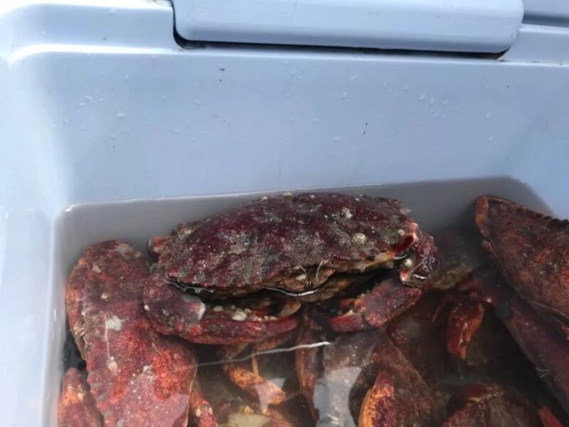 San Francisco: Crab & Cook under the Golden Gate Bridge - Why It Works Well