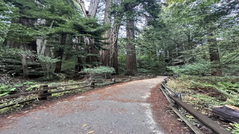 San Francisco: Full-Day City Tour w/ Muir Woods & Sausalito - Who Is This Tour Best For?