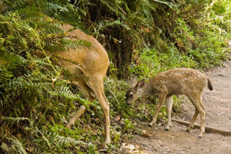 San Francisco Golden Gate Sausalito Muir Woods Private Tour - The Sum Up: Who Should Consider This Tour?