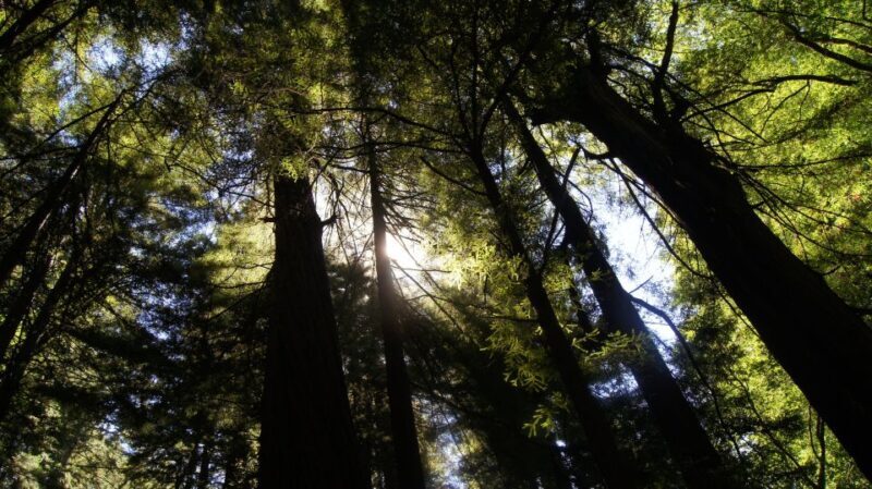 San Francisco: Guided Coastal Redwoods & Wine Country Tour - A Closer Look at the Itinerary and Highlights