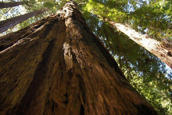 San Francisco: Guided Muir Woods Tour & Hop-on Hop-off Bus Tour - Who Will Love This Tour?