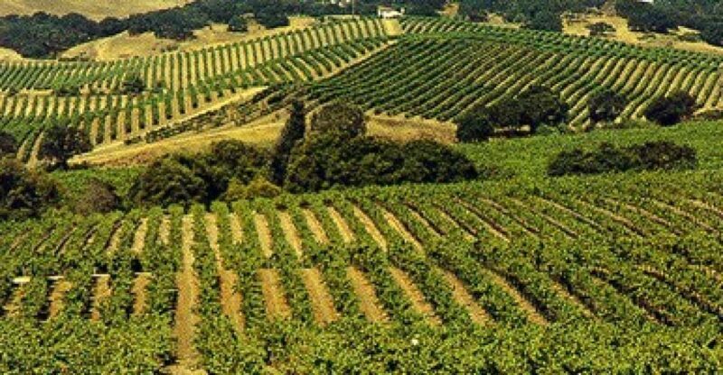 San Francisco: Half-Day Wine Country Tour with Wine Tastings - Who Should Consider This Tour?