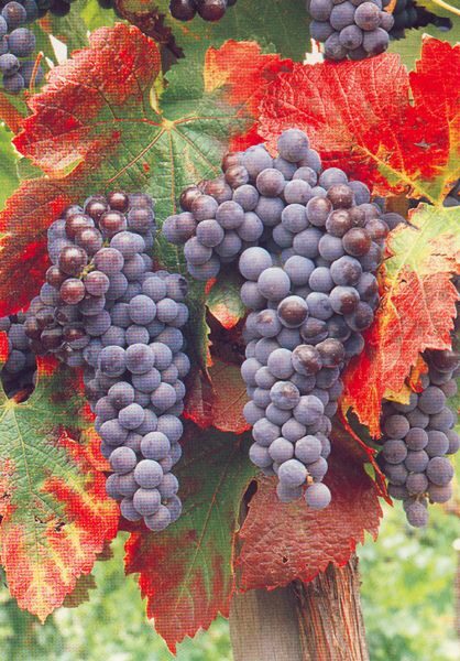 San Francisco: Half Day Wine Tour & Hop-On Hop-Off City Tour - Key Points