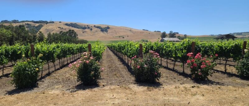 San Francisco: Half-Day Wine Tour with 2 Tastings Included - Final Thoughts
