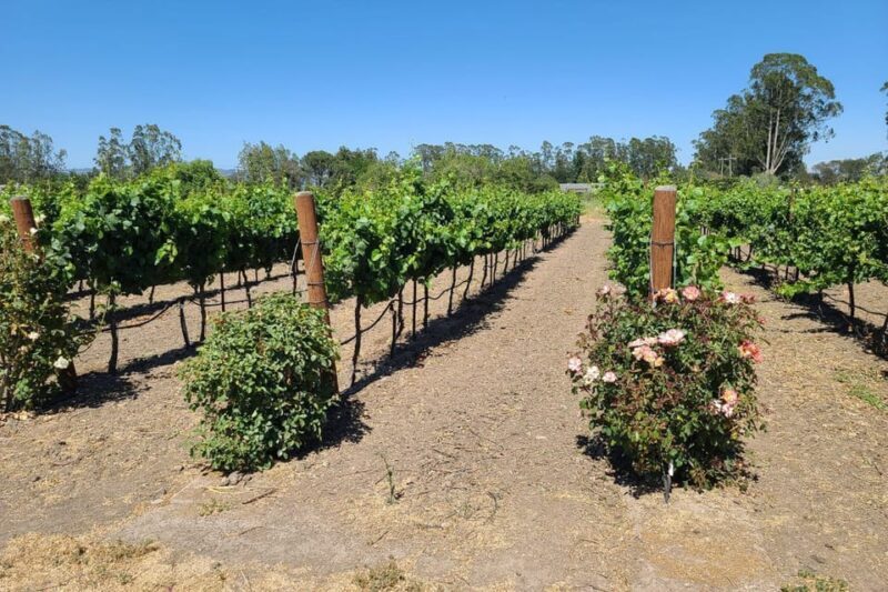 San Francisco: Half-Day Wine Tour with 2 Tastings Included - FAQ