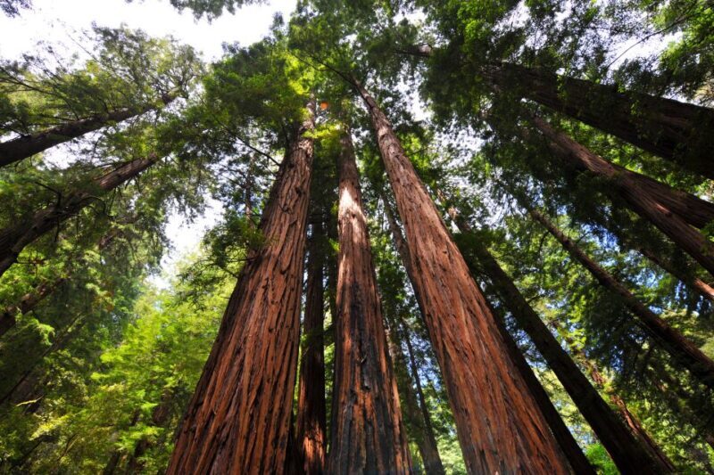 San Francisco: Hop-On Hop-Off + Muir Woods Tour - Final Thoughts