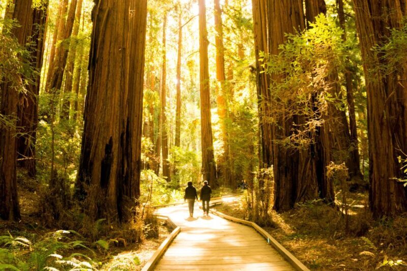 San Francisco: Muir Woods and Sausalito Experience - Why This Tour Is Worth Considering