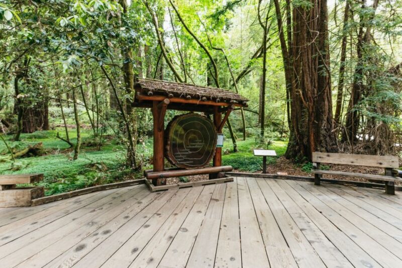 San Francisco: Muir Woods and Sausalito Small-Group Tour - A Deep Dive into the Experience