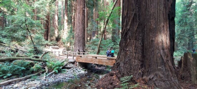 San Francisco: Muir Woods and Sausalito Small Group Tour - Transportation & Price: What You Need to Know