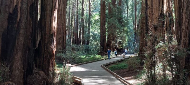 San Francisco: Muir Woods and Sausalito Small Group Tour - Weather & Practical Tips