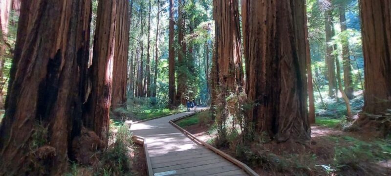 San Francisco: Muir Woods and Sausalito Small Group Tour - What We Think — The Authentic Value