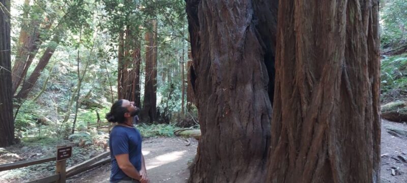San Francisco: Muir Woods and Sausalito Small Group Tour - Who This Tour Is Best For