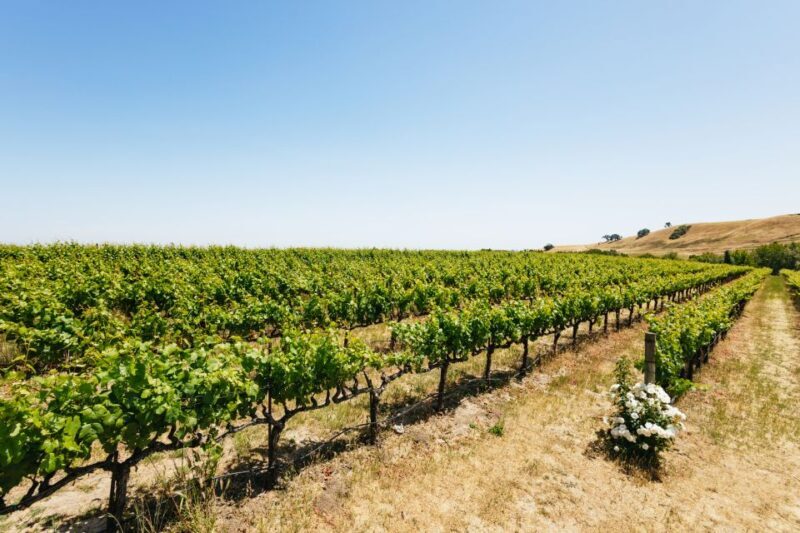 San Francisco: Muir Woods, Napa & Sonoma Valley Wine Tour - Practical Tips