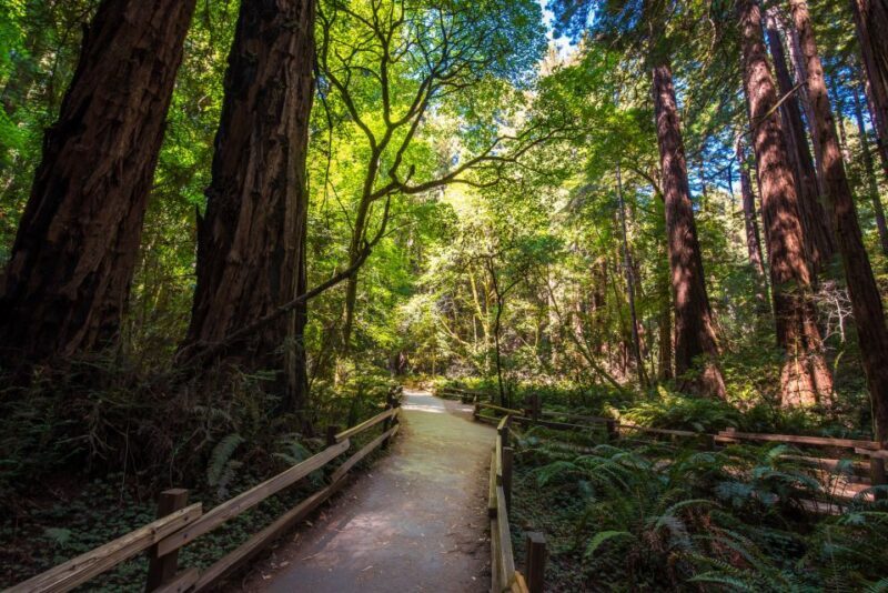 San Francisco: Muir Woods, San Francisco and Sausalito Tour - An In-Depth Look at the Tour Experience