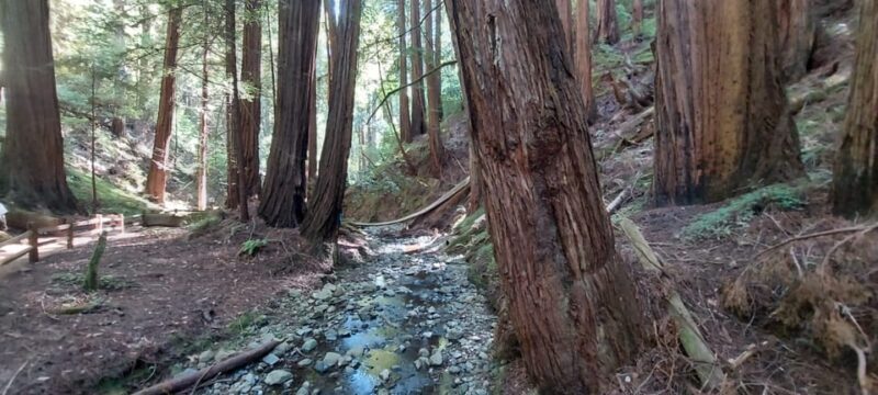 San Francisco: Muir Woods, Sausalito, & Alcatraz Night Tour - Authentic Traveler Insights