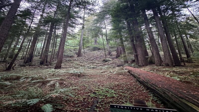 San Francisco: Muir Woods, Sausalito, and Sonoma Wine Tour - Final Thoughts