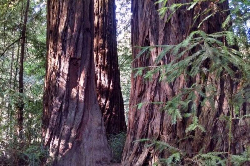 San Francisco: Muir Woods, Sausalito, and Tiburon Day Trip - Authentic Experiences and Traveler Insights