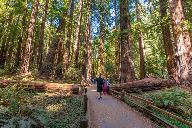 San Francisco, Muir Woods, Sausalito, Optional Alcatraz Tour - What Value Does This Tour Offer?