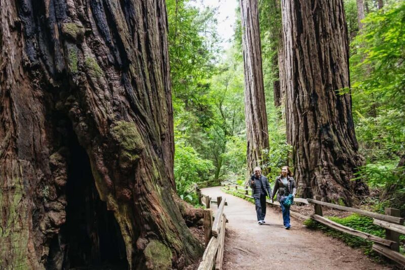 San Francisco: Muir Woods & Sausalito Tour with Ferry Option - The Itinerary Breakdown: What Makes This Tour Memorable