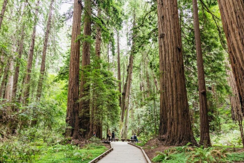 San Francisco: Muir Woods & Sausalito Tour with Ferry Option - The Sum Up: Who Will Benefit?