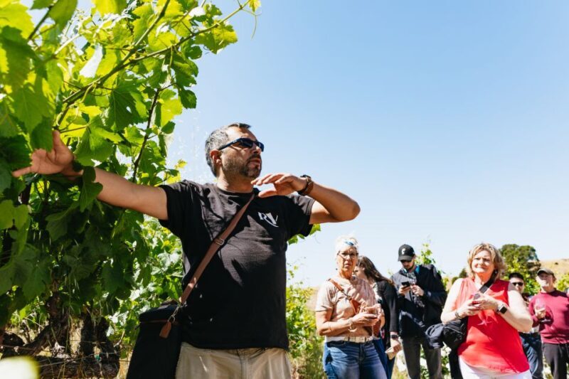 San Francisco: Napa and Sonoma Valley Wine Tour - Lunch and Shopping in Sonoma Square Plaza
