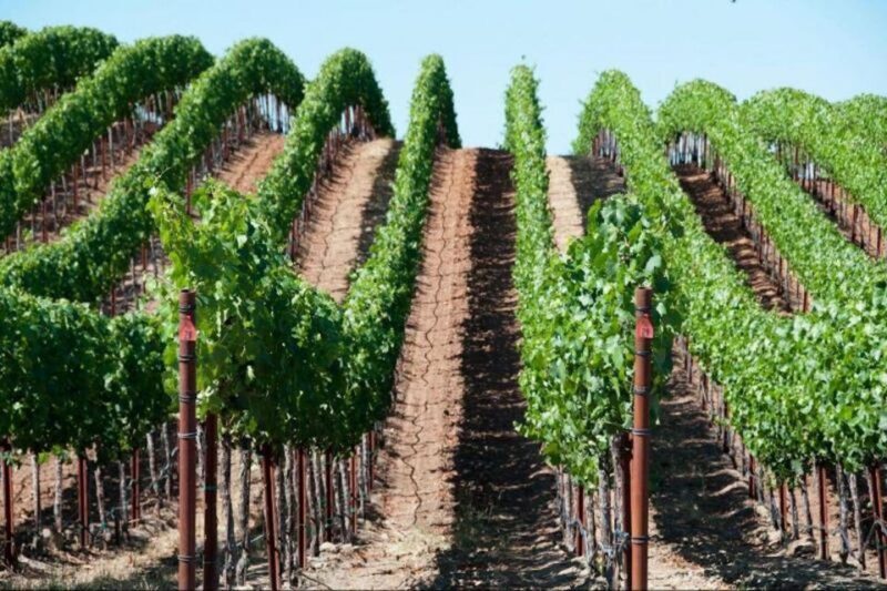 San Francisco: Napa Valley Half-Day Wine Tour with Tastings - The Itinerary in Detail