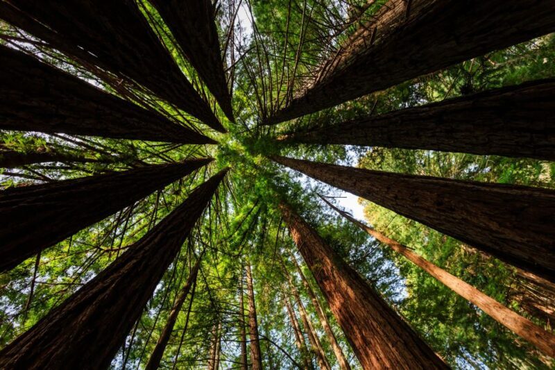 San Francisco: Private Muir Woods and Sausalito Tour - Exploring the Details of the Tour