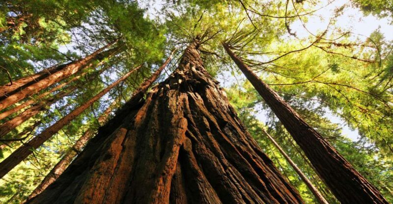 San Francisco: Private Muir Woods and Sausalito Tour - The Sum Up