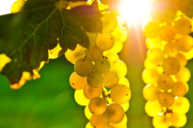 San Francisco Shore Excursion: Napa & Sonoma Ultimate Wine Tour - FAQ