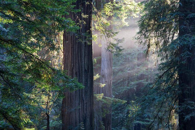 San Francisco Super Saver: Grand City Tour plus Muir Woods & Sausalito Day Trip - FAQs