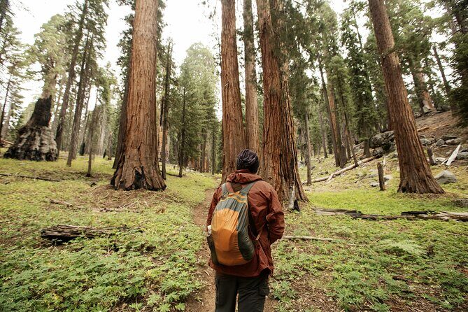 San Francisco to Los Angeles: California Parks Highlights Tour - A Close Look at the Itinerary