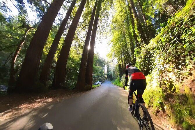 San Francisco to Muir Woods Cycling Tour - The Itinerary: What to Expect