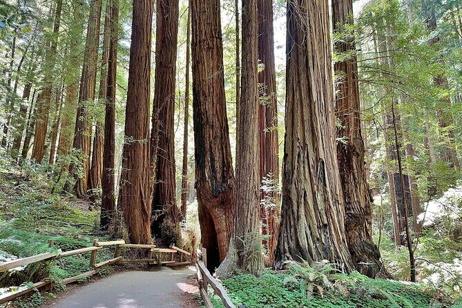 San Francisco to Muir Woods Cycling Tour - Who Will Love This Tour?