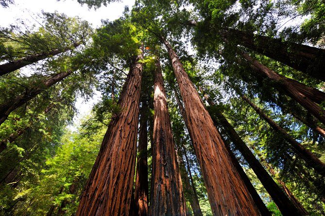 San Francisco to Muir Woods Shuttle - The Experience and Atmosphere