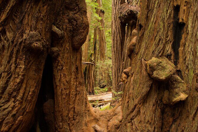 San Francisco to Muir Woods Shuttle - The Authenticity and Small Touches