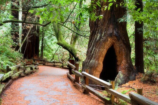 San Francisco to Muir Woods Shuttle - FAQs