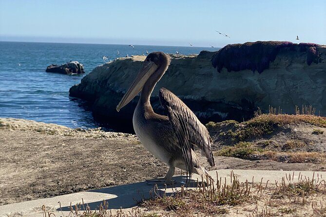 San Francisco to Santa Cruz Day Trip: Redwoods and Beach Fun - Final Thoughts: Is This Tour for You?
