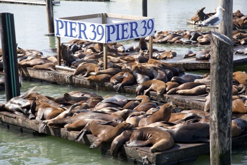 San Francisco Ultimate City Tour with Bay Cruise Option - Authentic Experiences Highlighted in Reviews