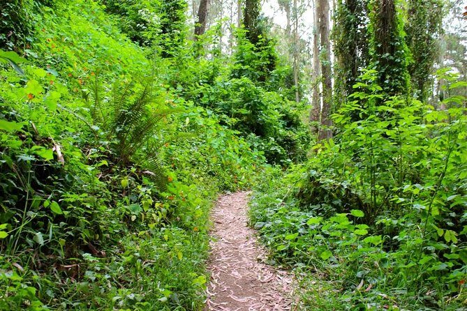 San Francisco Urban Hike: Castro and Twin Peaks - Descending in Style