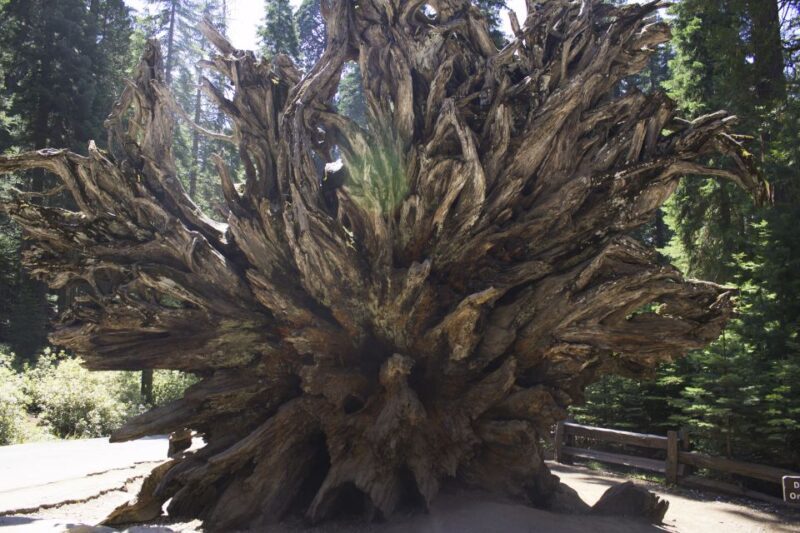 San Francisco: Yosemite, Las Vegas, Bryce & Zion, 6-Day Tour - Key Points