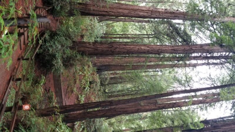 San Fransico: Muir Woods & Marin Headlands Private Tour - Marin Headlands and Hawk Hill
