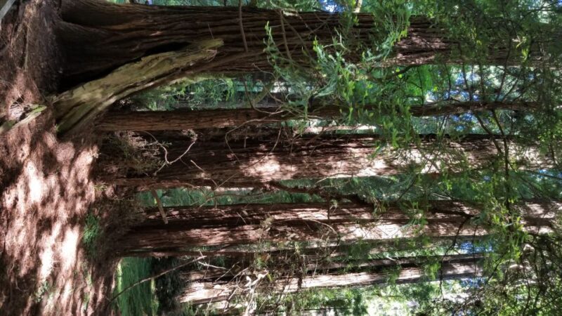 San Fransico: Muir Woods & Marin Headlands Private Tour - An In-Depth Look at the Tour Experience