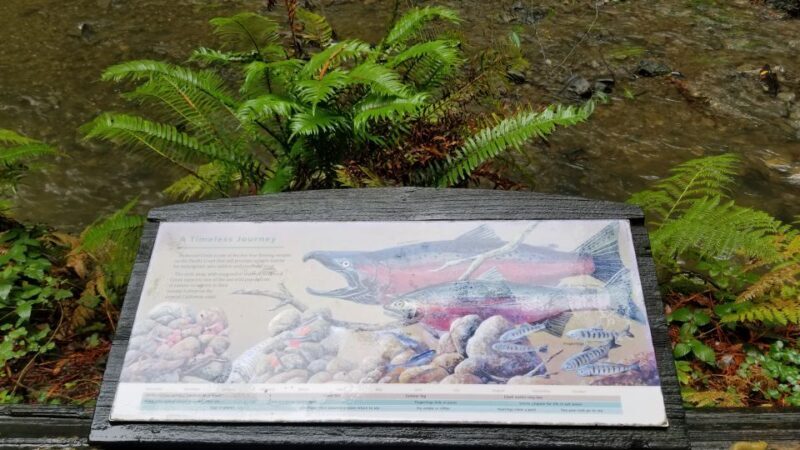 San Fransico: Muir Woods & Marin Headlands Private Tour - Who Is This Tour Best For?