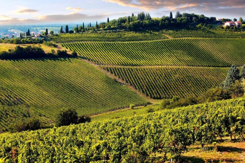 San Gimignano and a Winery with Light Lunch from Pisa - Key Points