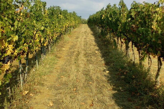 San Gimignano and Chianti tour - Practical Details and Considerations