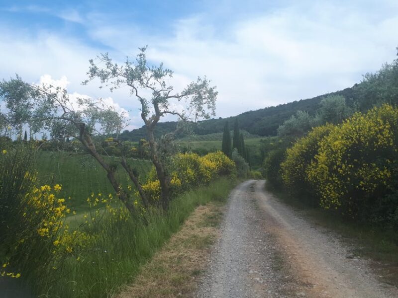 San Gimignano: E-Bike Tour with Tasting - Who Will Love This Tour?