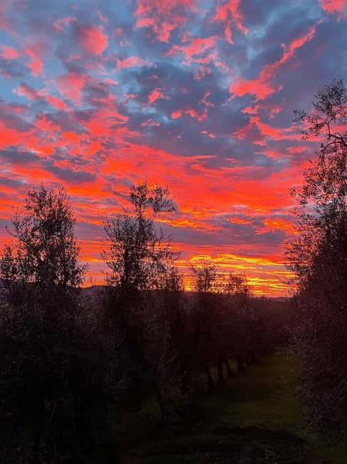 San Gimignano: Nature, Organic Wine and Lightheartedness - Key Points