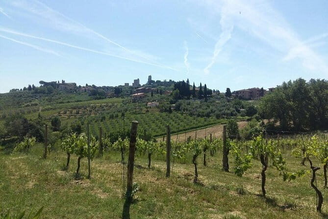 San Gimignano, Saffron and Vernaccia Wine from Florence - Discovering Tuscany’s Hidden Treasures